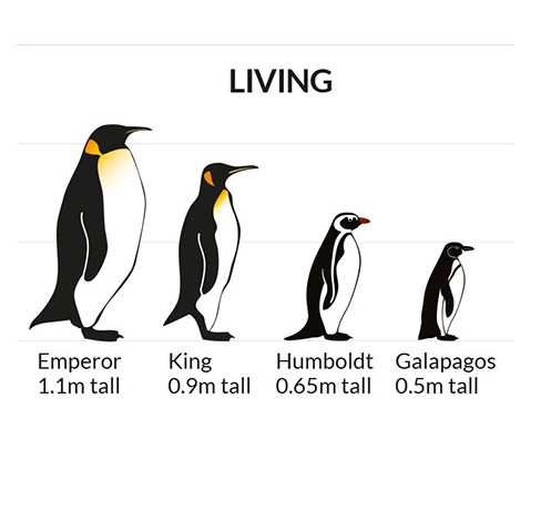 Love, Sex & The Fight to Survive: Facts you didn’t know about Penguins ...