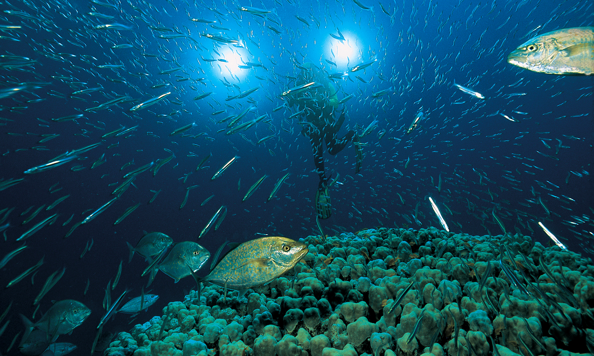 The Shrinking Fish Population and Deep-Sea Mining – OurFootprintJA
