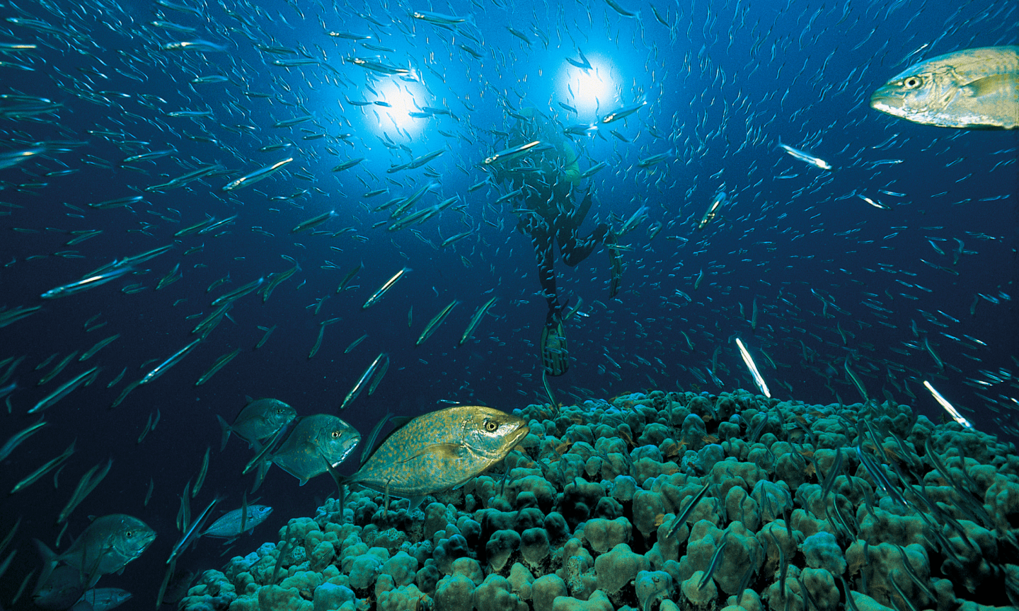 The Shrinking Fish Population and Deep-Sea Mining – OurFootprintJA