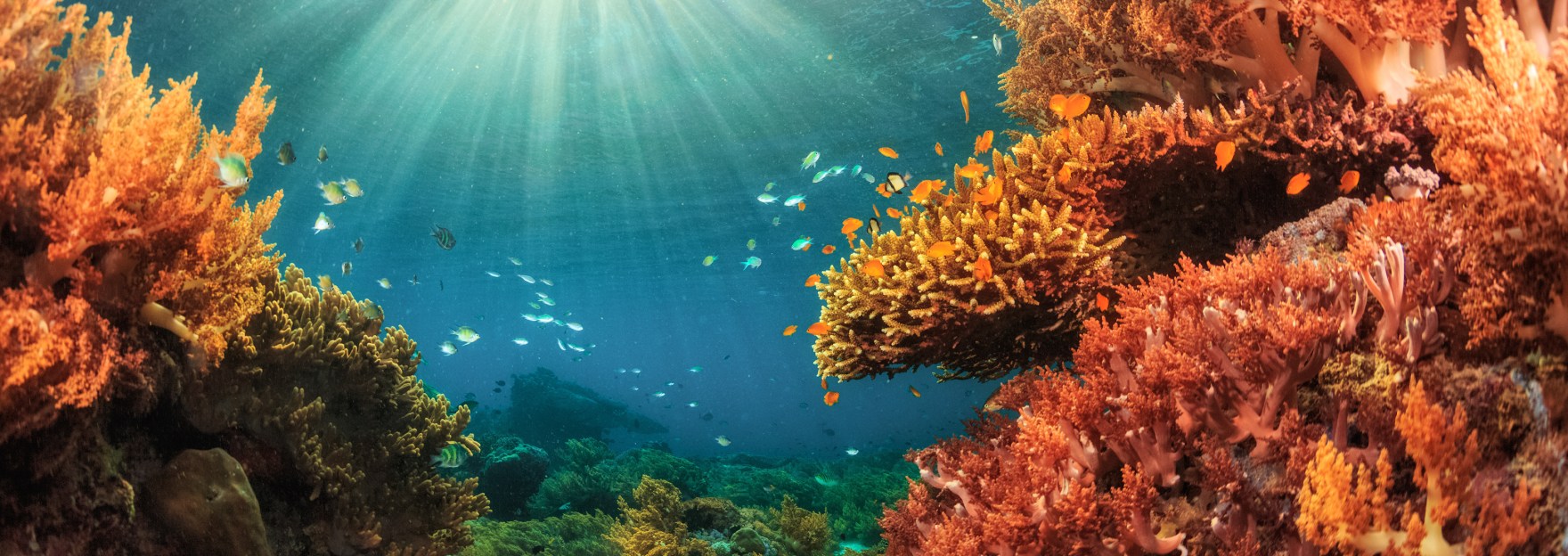 The Ocean’s Life Source: Coral Reefs (Part I) – OurFootprintJA