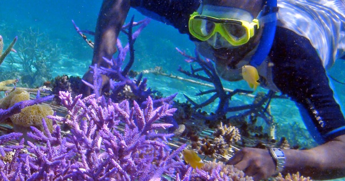 The Ocean’s Life Source: Coral Reefs (Part I) – OurFootprintJA